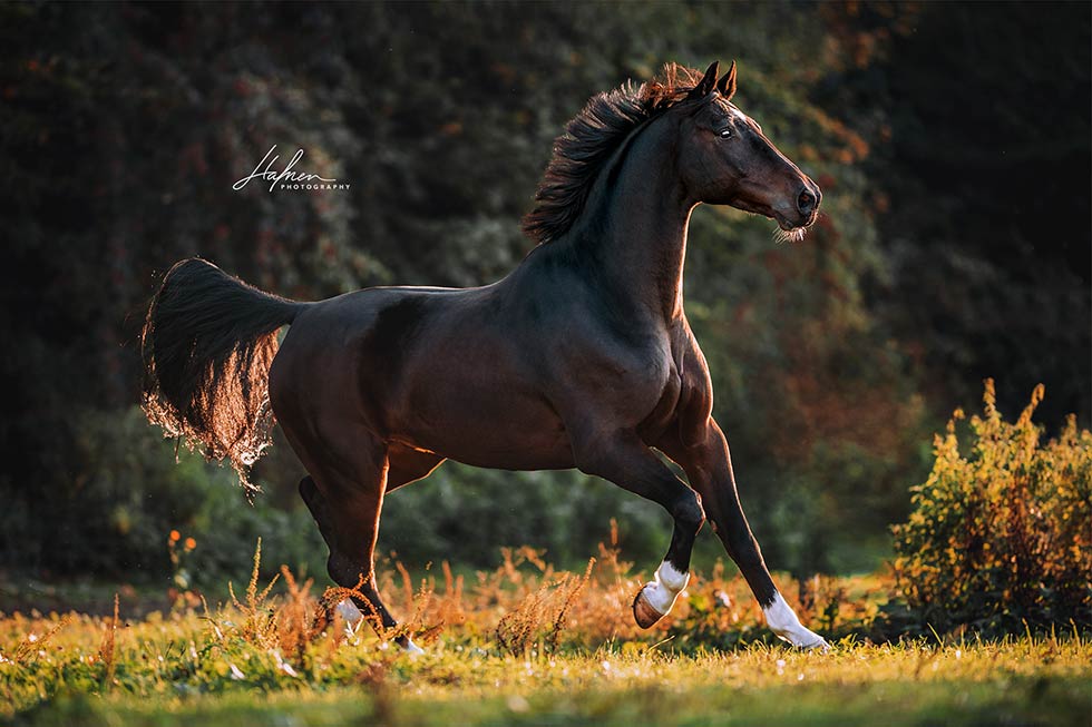 7 Gründe für ein Hunde- oder Pferdefotoshooting im Herbst