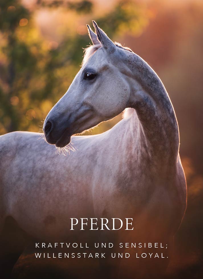 Hunde- und Pferdefotografie - Kreativ und Zeitlos | Hafner Photography